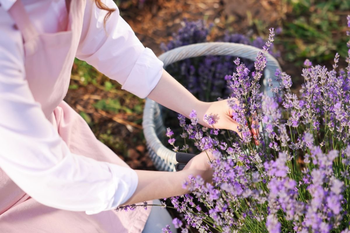 How to Trim Lavender Plant - Lushy Gardens